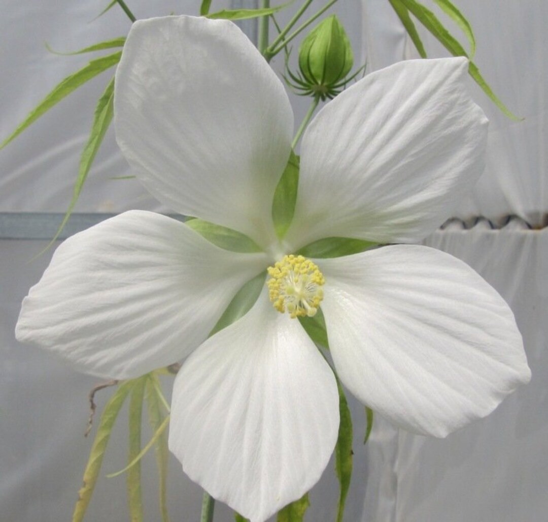 Hibiscus Coccinea Alba Seeds 10 - Etsy