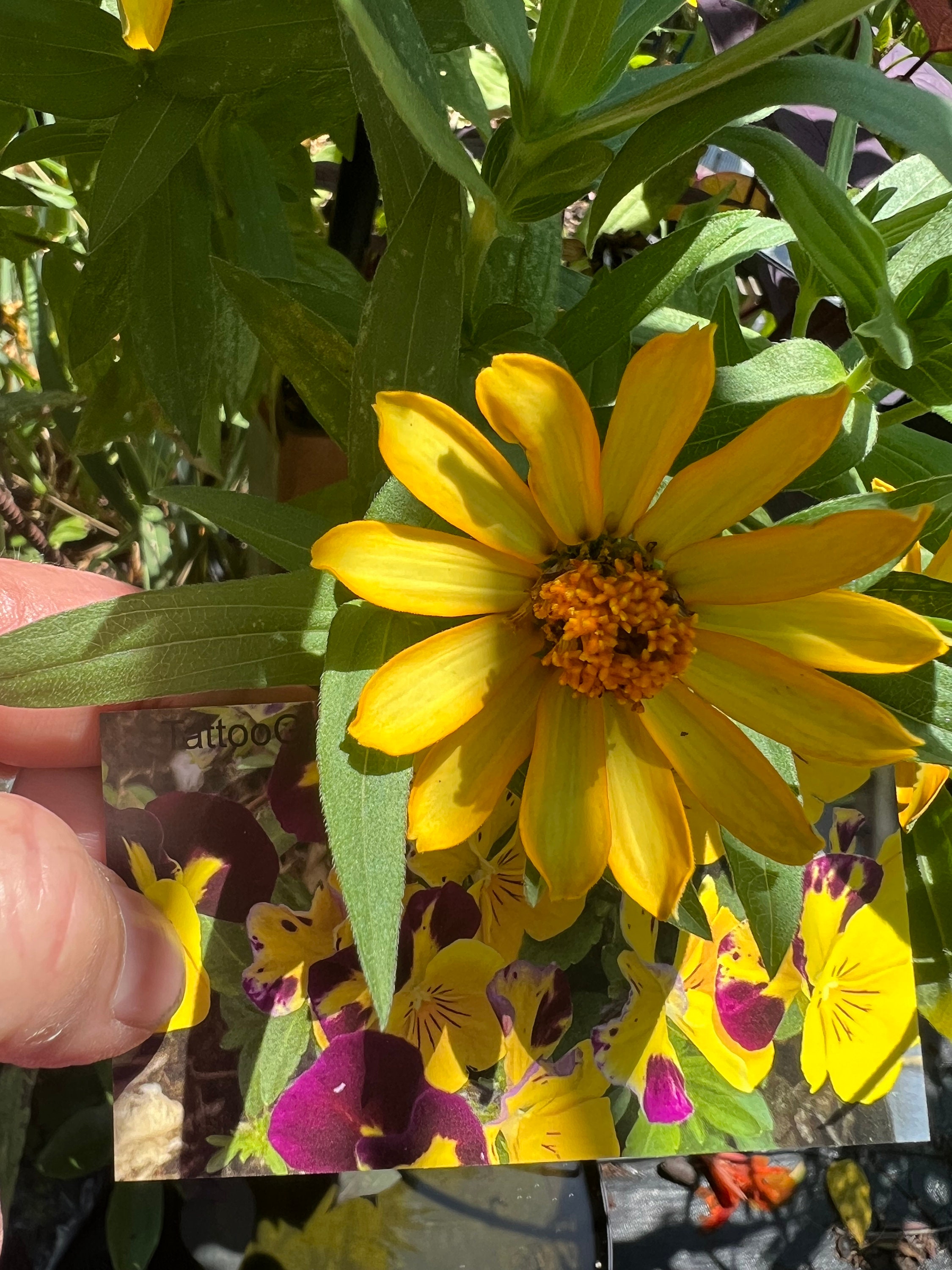 Yellow Zinnia Tattoo