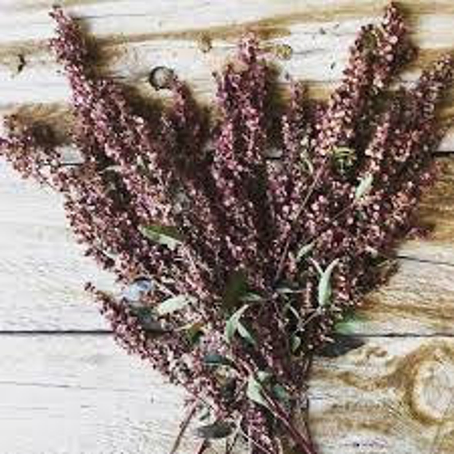 Atriplex Copper Plume Certified Organic Seed 50 | Etsy