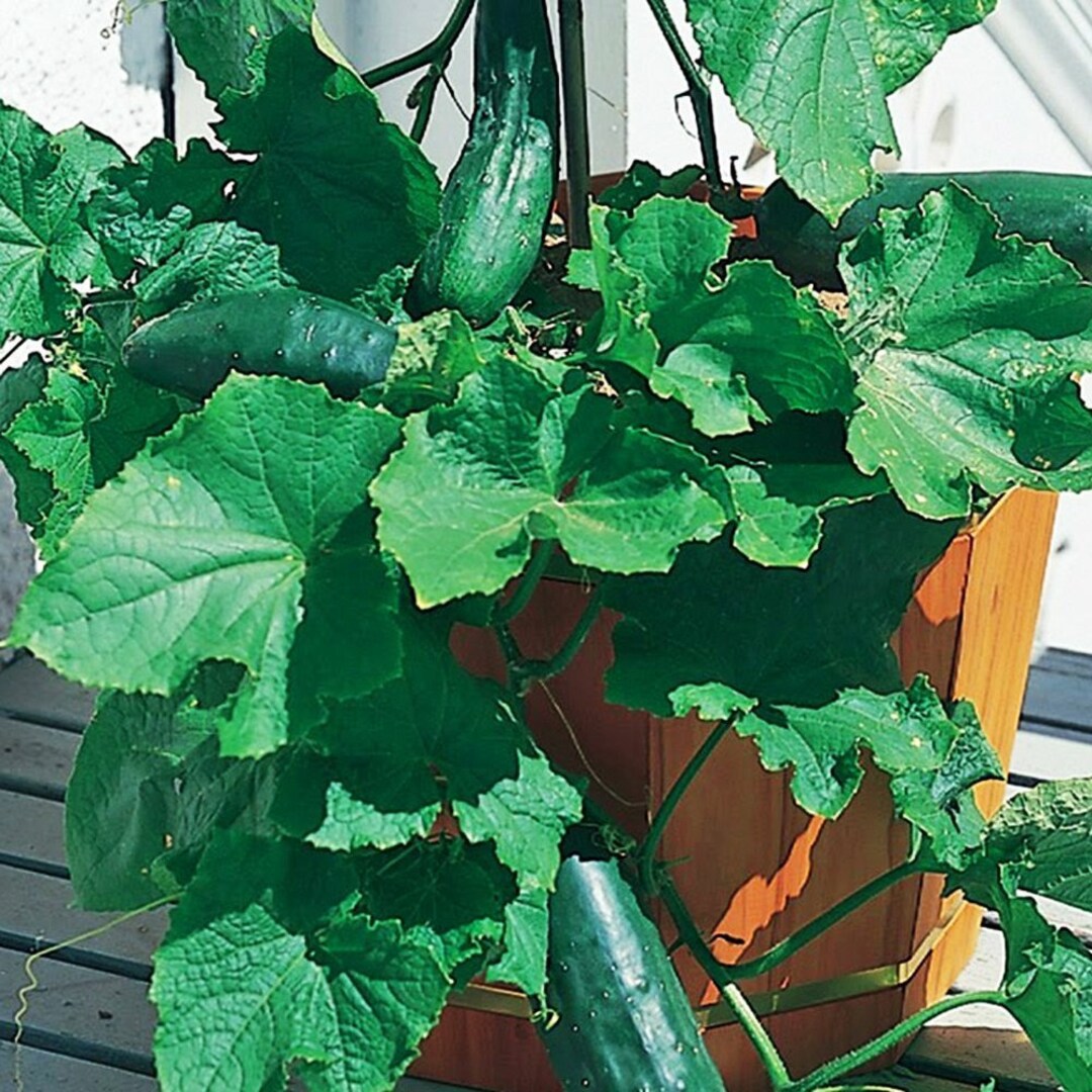 Cucumber Container Bush Slicer Seeds 15 - Etsy