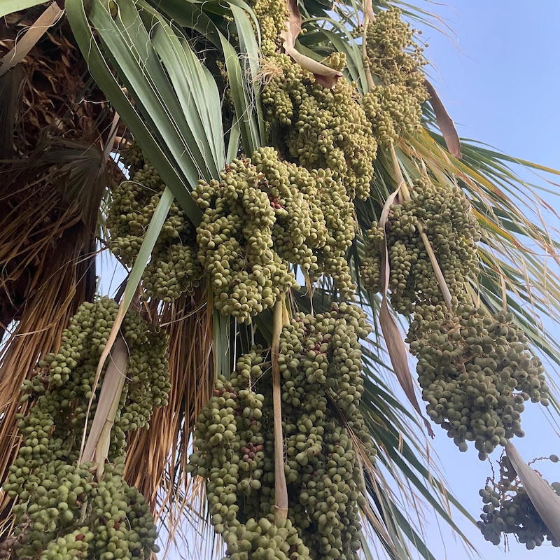 Palm Tree Seeds - Etsy