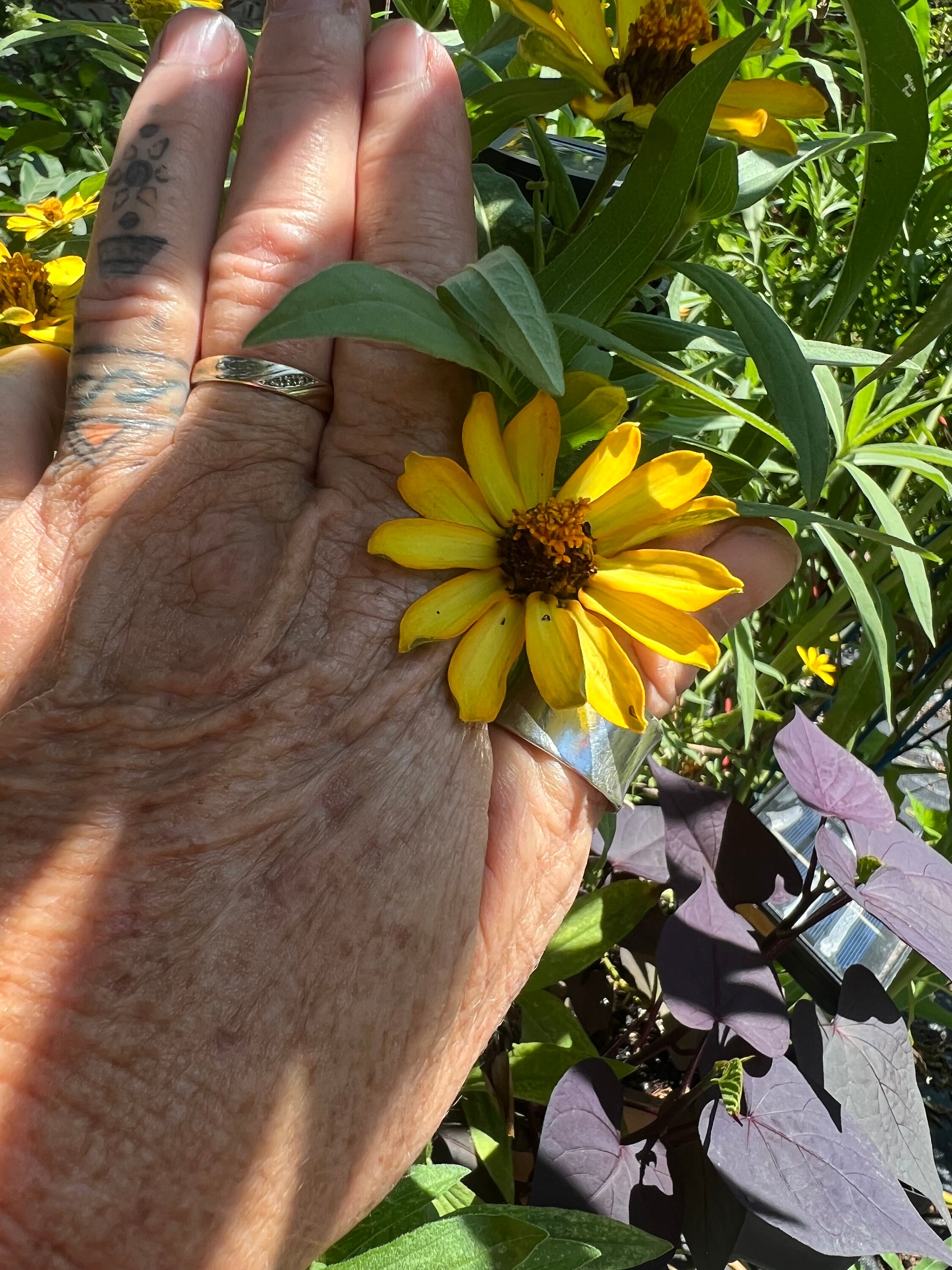 Yellow Zinnia Tattoo