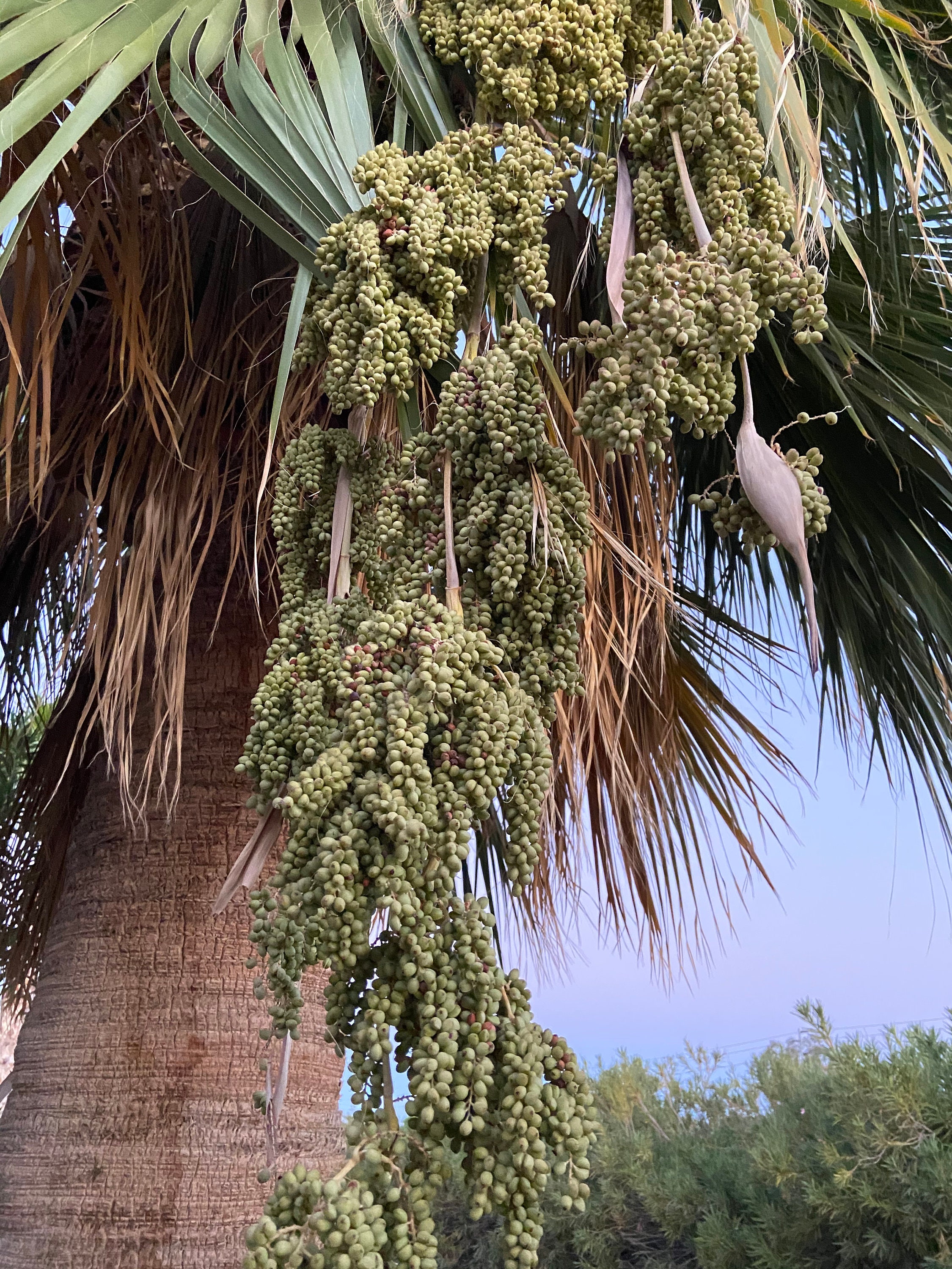 Palmera California fan palmera semillas 15 | Etsy