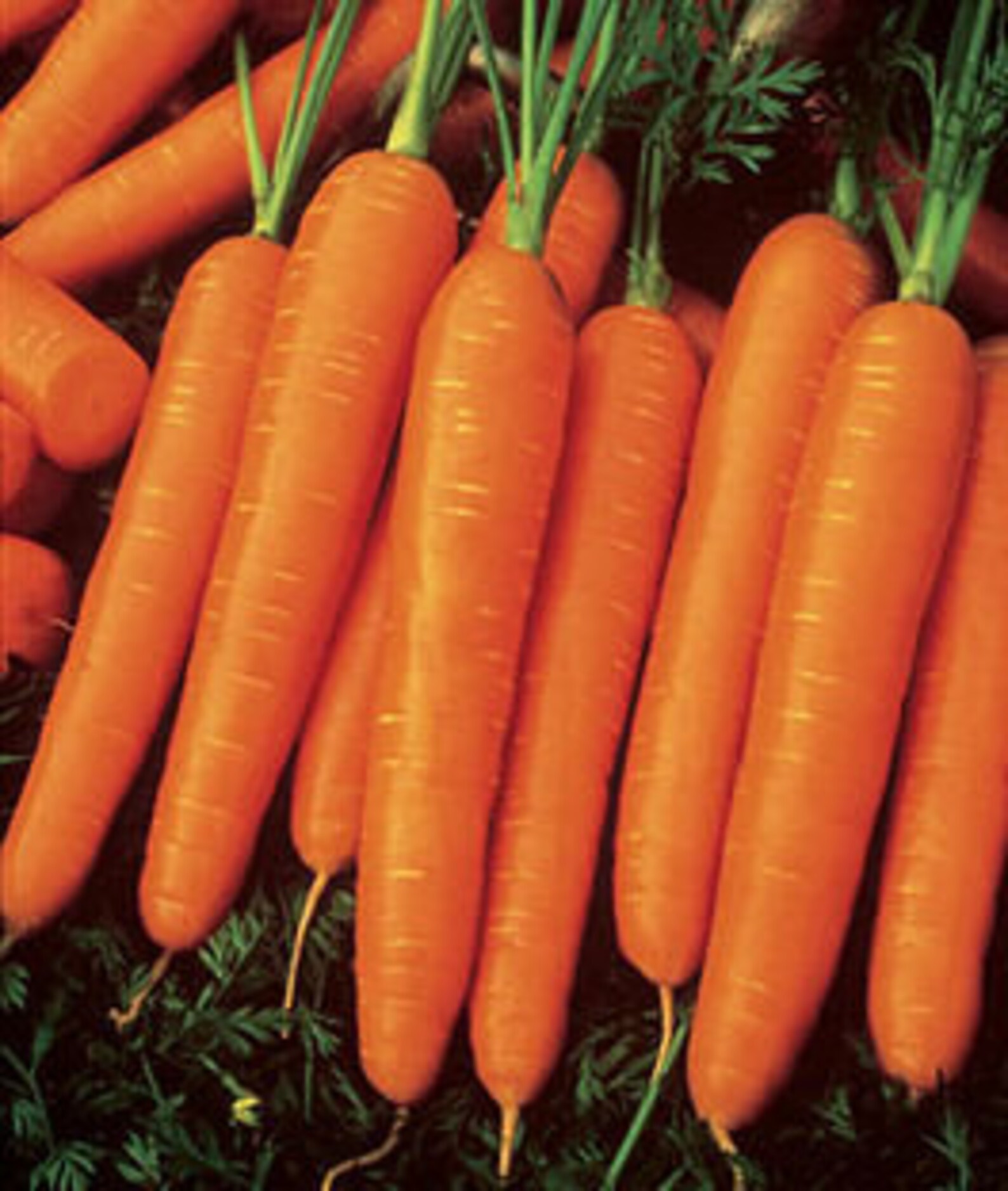 Carrot Crispy French Carrots Bolero Nantes 50 - Etsy