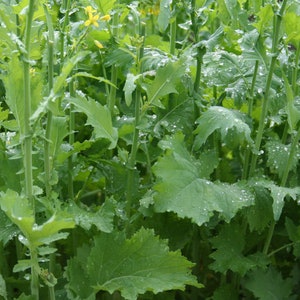 Broccoli Raab Spring RAAB Heirloom Seeds 50 - Etsy