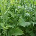 Broccoli Raab Spring RAAB Heirloom Seeds 50 - Etsy
