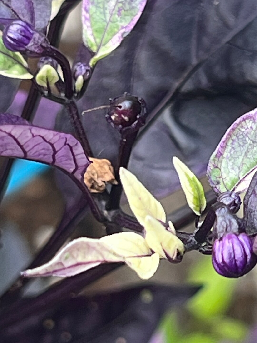 Pepper Miniature Bell Chocolate Sweet Pepper Seed 5 - Etsy