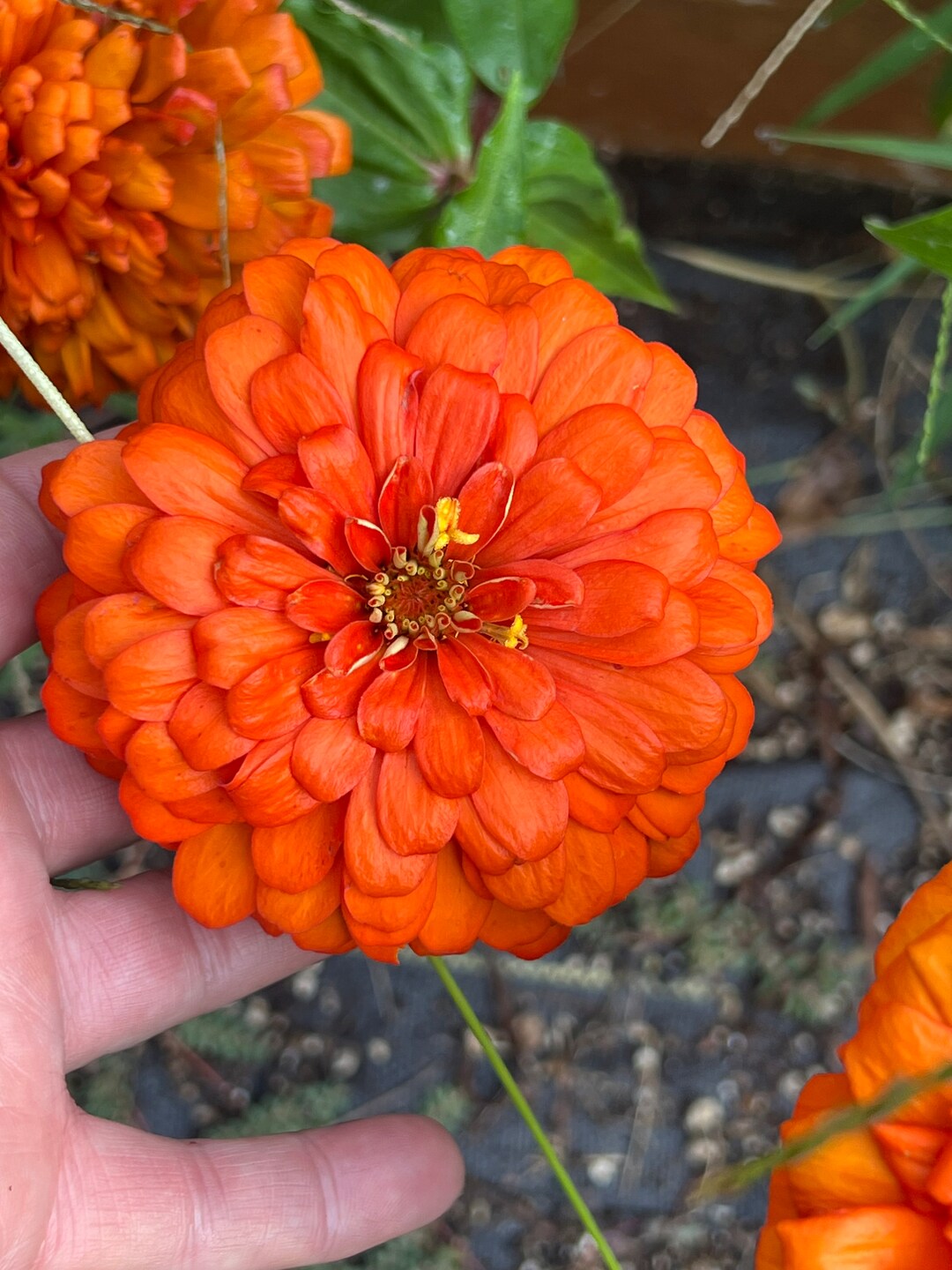 Zinnia Giant Benarys Orange Zinnia Seed 50 - Etsy