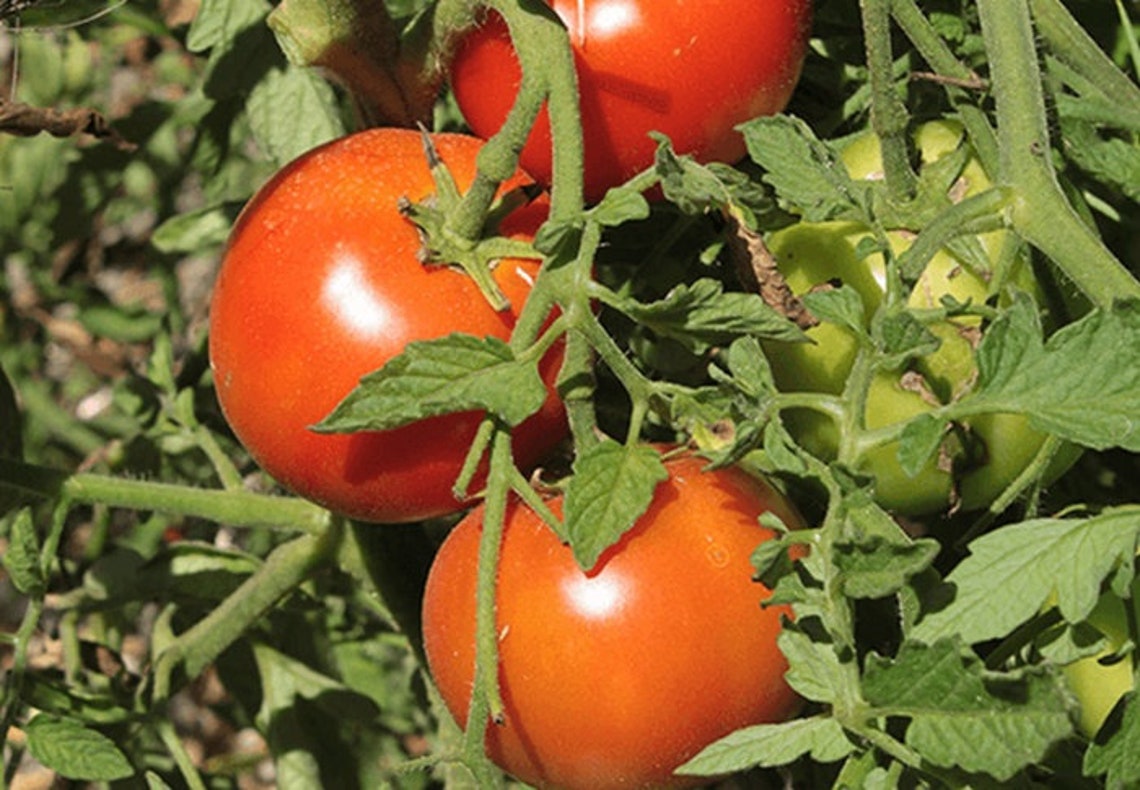 Tomato Sloux Heirloom Seed 15 - Etsy