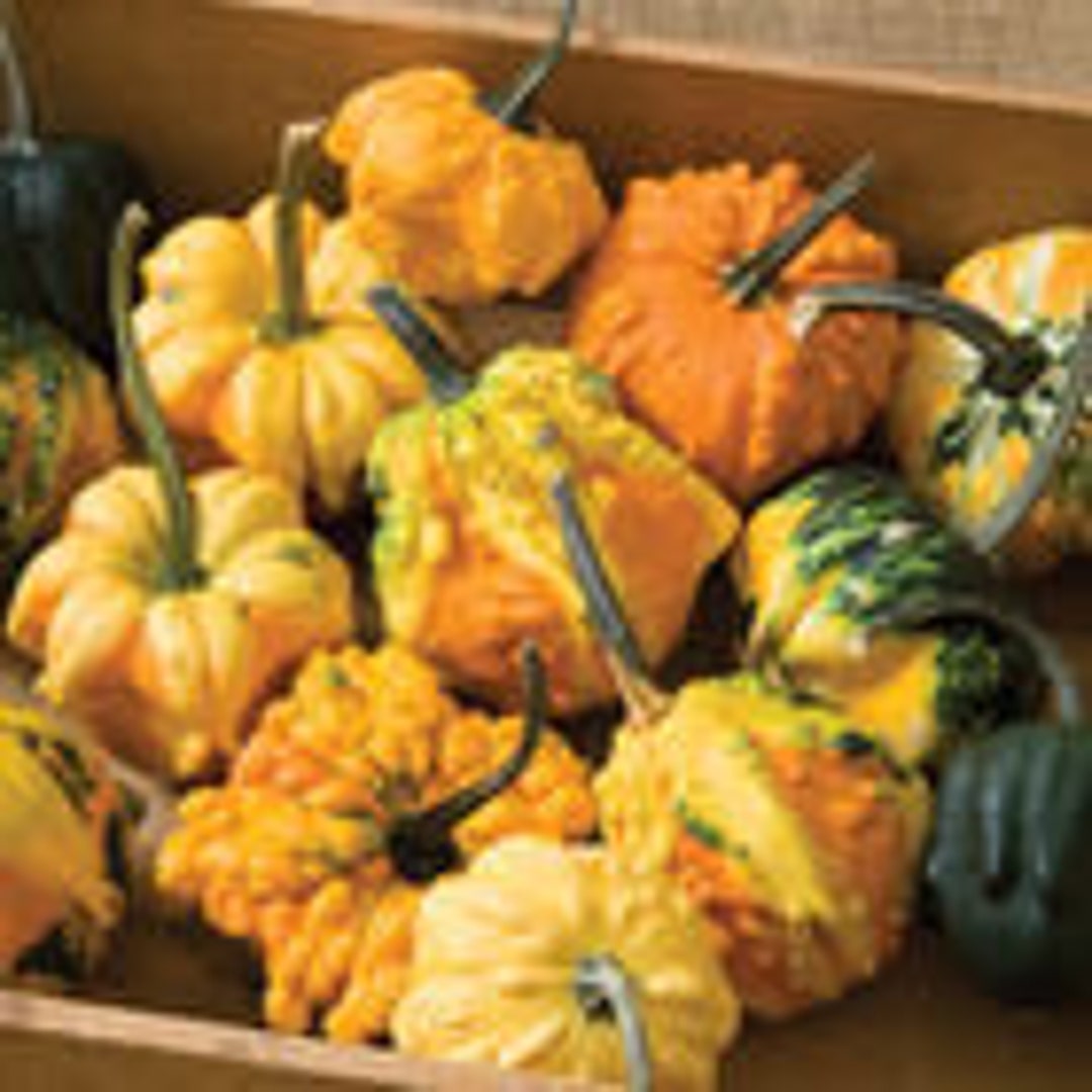 Gourd Daisy Seed 25 - Etsy