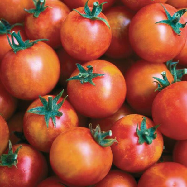 Tom Thumb Tomato Seeds - Etsy