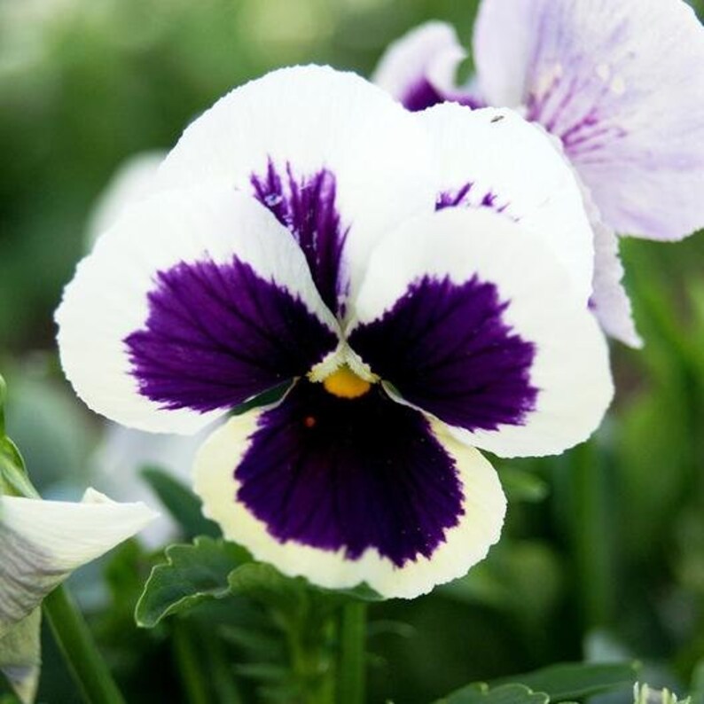 Pansy Super Beaconsfield Heirloom Seed 25 - Etsy