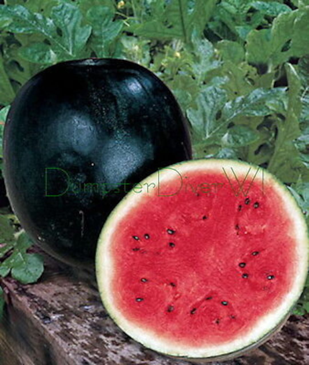 Watermelon Black Diamond Seeds 25 - Etsy
