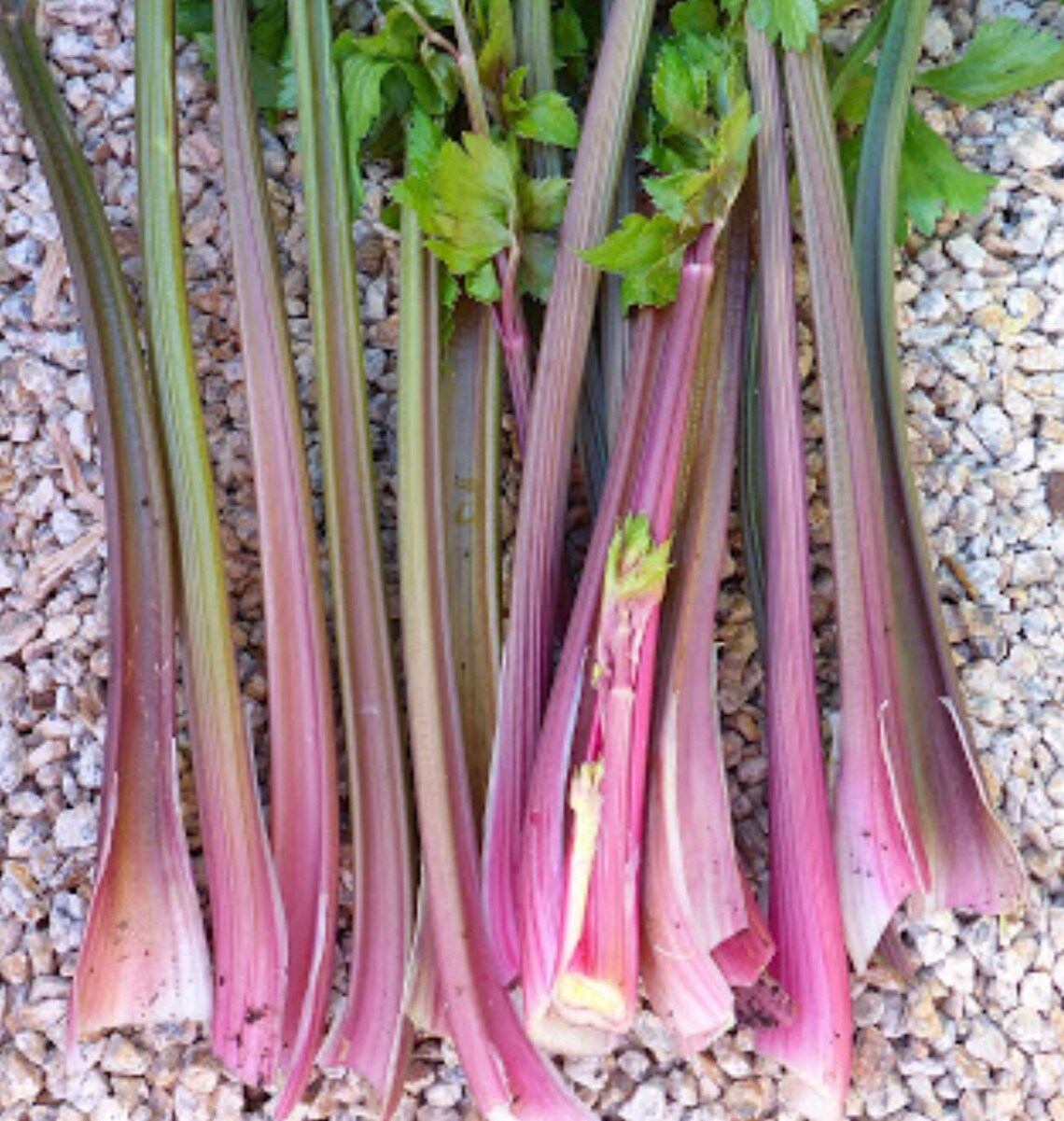 Celery Pink Plume Heirloom Organic Seed 60 | Etsy