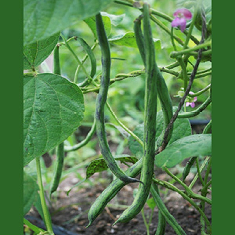 Beans Rattlesnake and Purple Pole Heirloom Seeds 40 - Etsy Canada