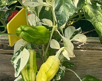 Candy Cane Pepper Seeds - Etsy