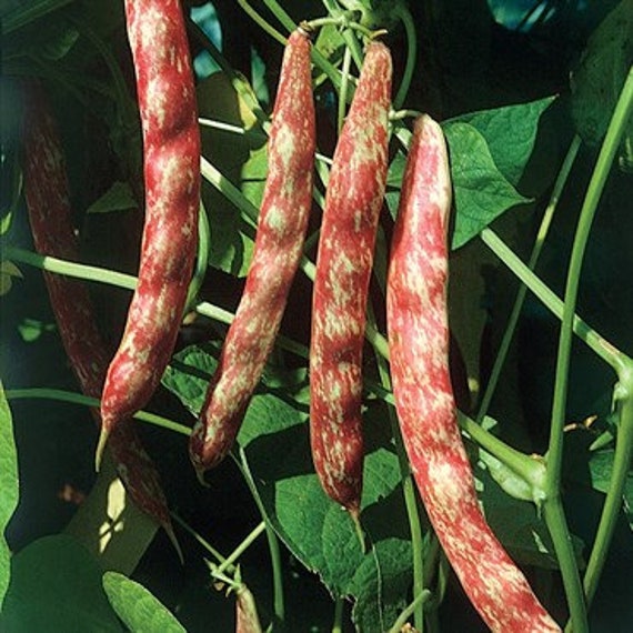 Bean Taylor Dwarf Horticultural Beans 100 - Etsy