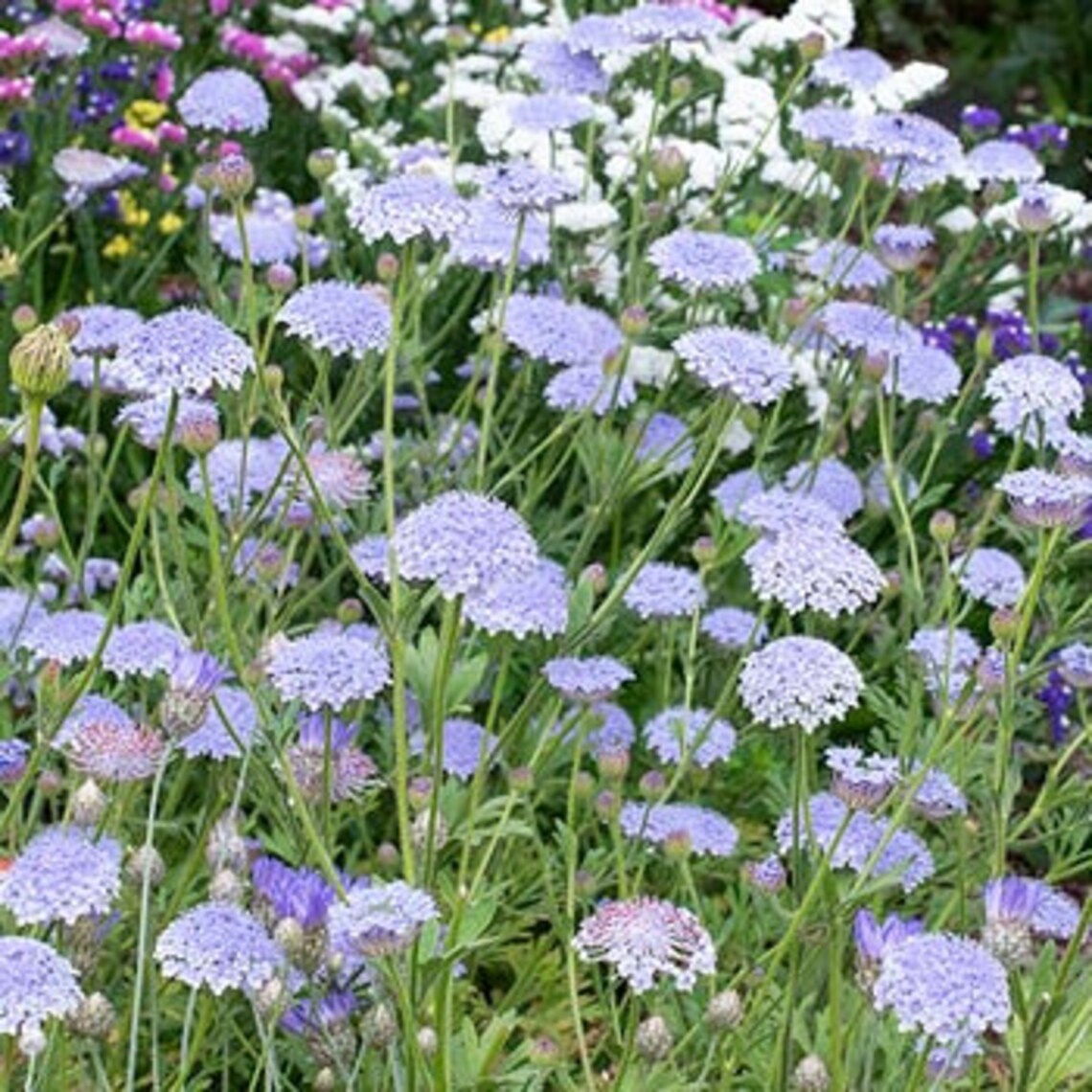Didiscus Lacy Lavender Blue Seeds 50 - Etsy
