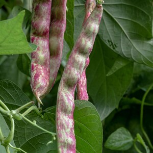 Bean Shell Flambo Seed 50 - Etsy