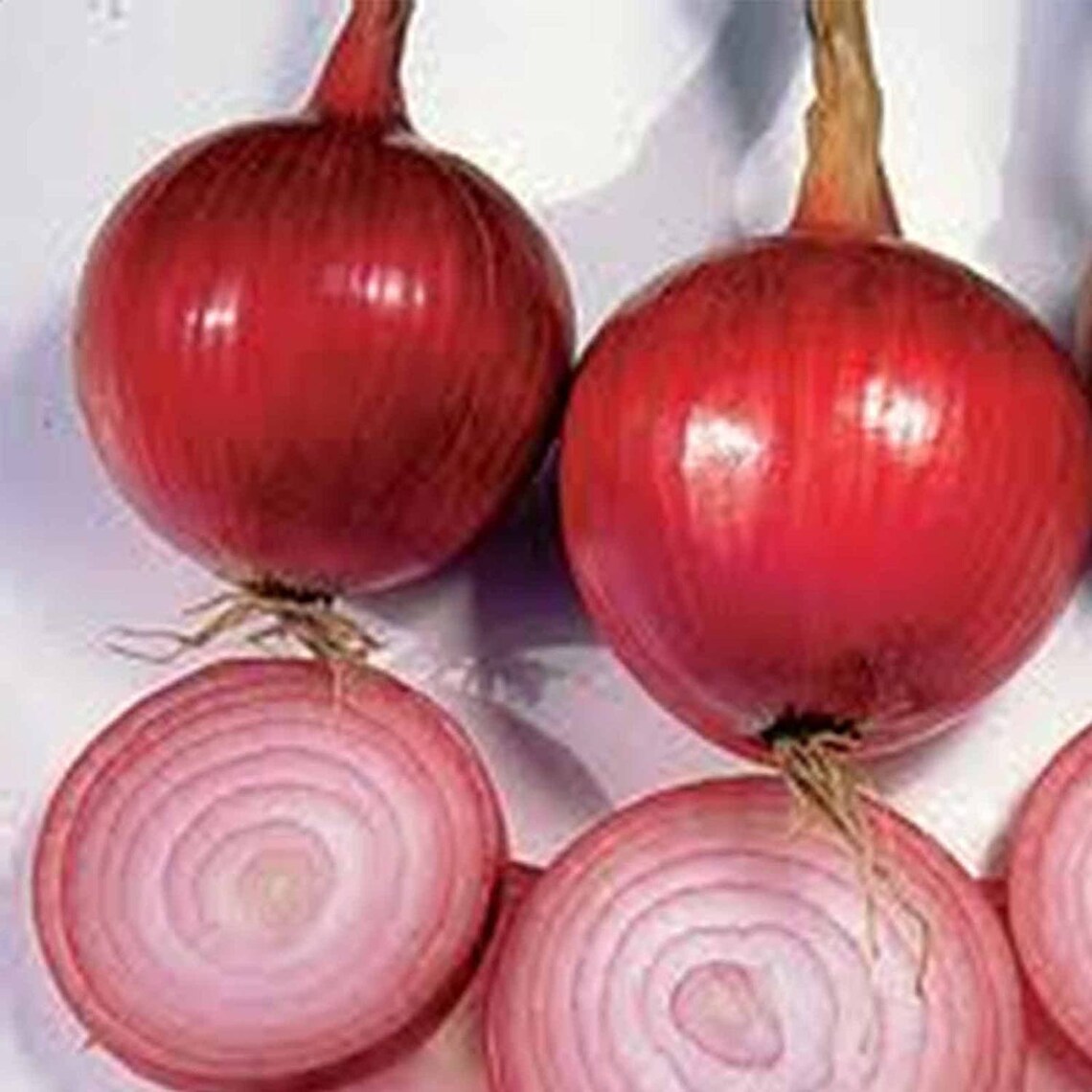 Onion Southport Red Global Onion Seeds 20 | Etsy