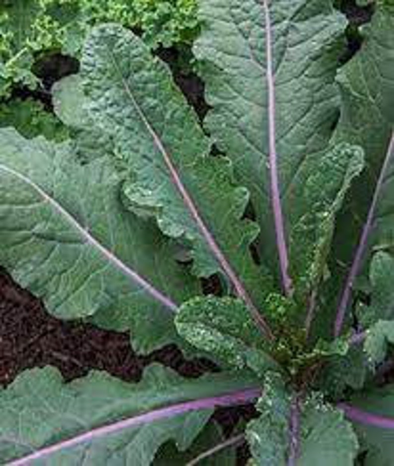 Kale Dazzling Blue Kale Heirloom Seeds 50 - Etsy