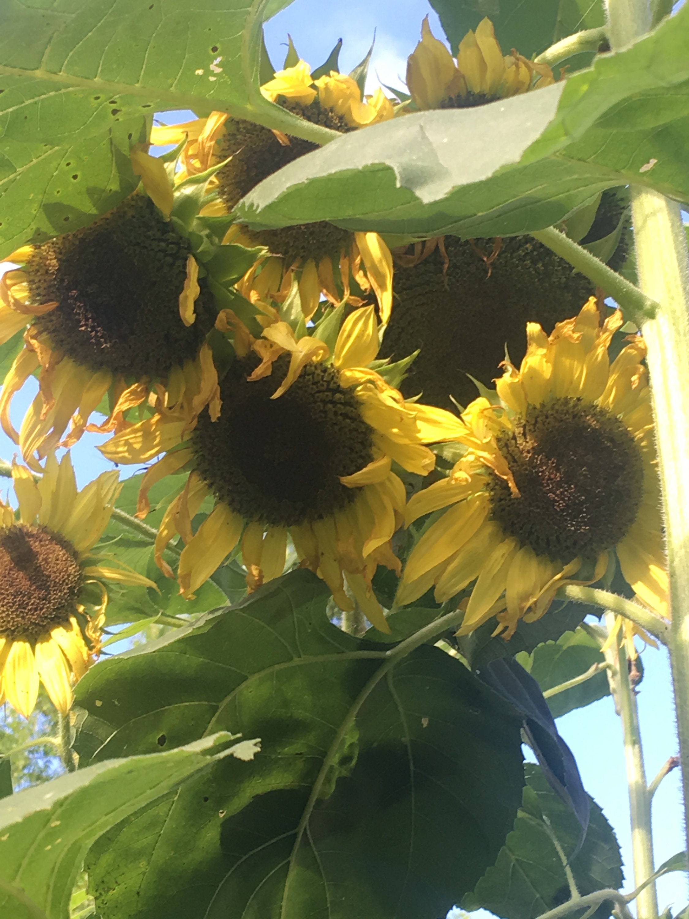 Sunflower Procut Orange Single Stem Flower Seeds 25 - Etsy