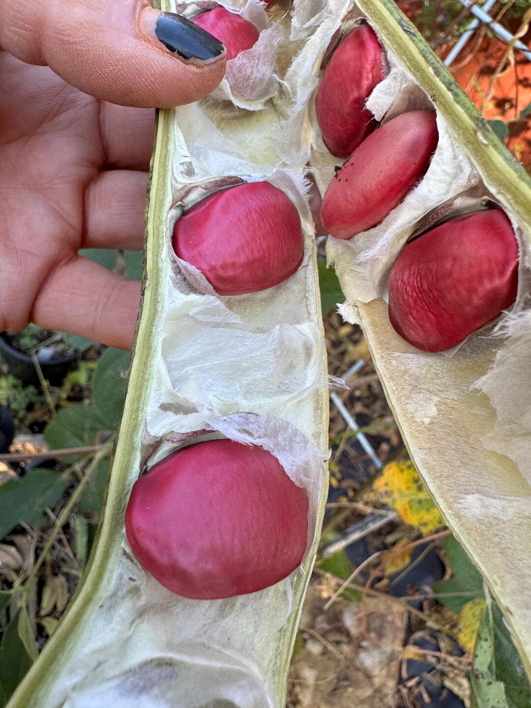 Bean Sword (canavlia Gladiata ) Jack and the Beanstalk Seeds 5 - Etsy