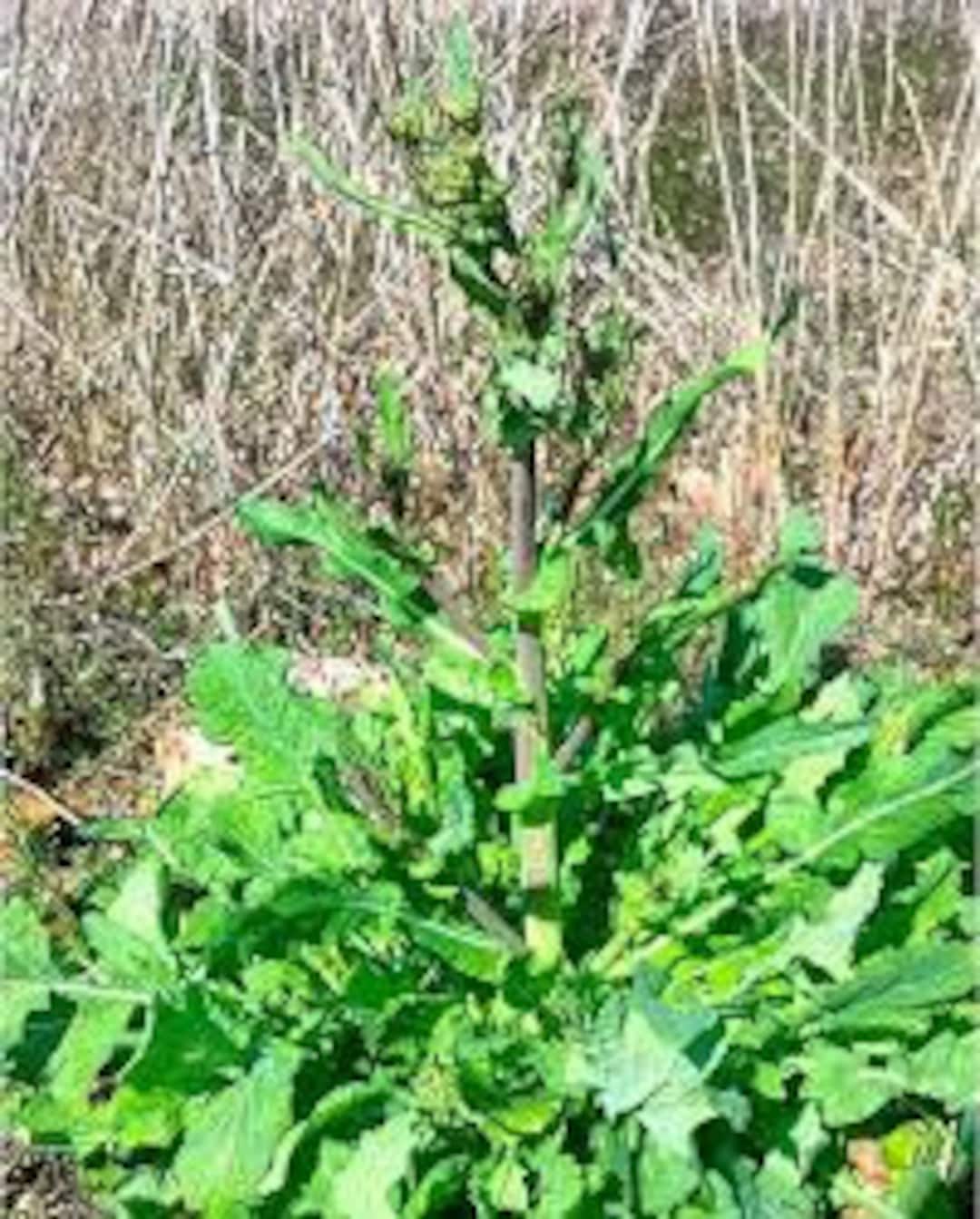 Broccoli Wild Broccoli Raab Dietrich Seeds 25 - Etsy