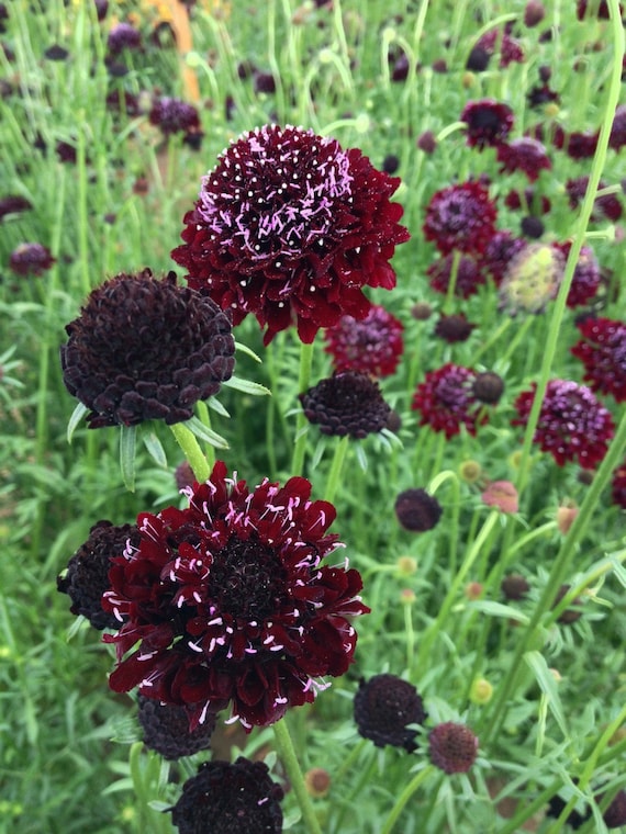Scabiosa Black Knight Flower Seeds 50 | Etsy