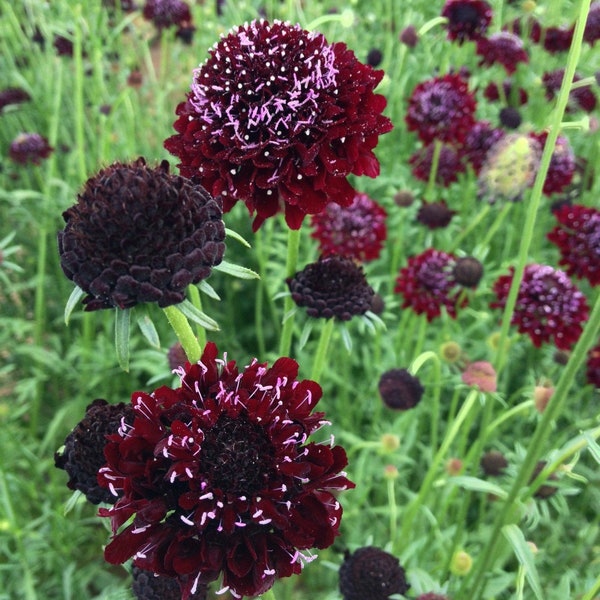 Black Knight Scabiosa - Etsy