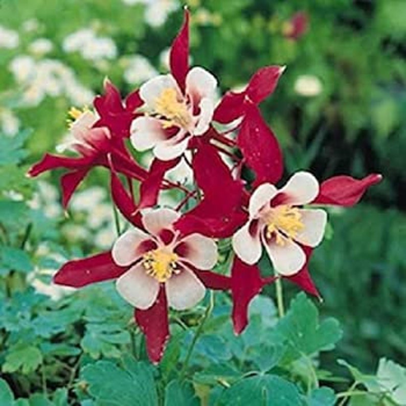 Columbine Early Bird Red Columbine Flower Seeds 10 | Etsy