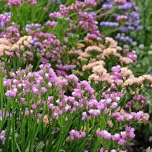 Statice Pacific Mix Heirloom Seeds 30 - Etsy