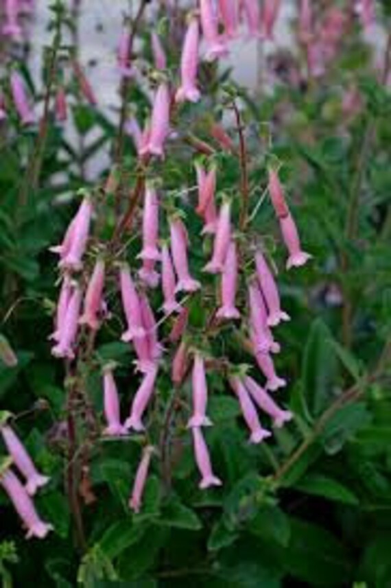 Sinningia Arkansas Bell Seeds 25 - Etsy