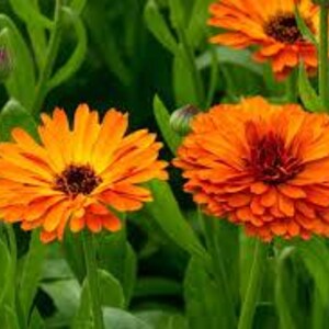 Calendula Alpha Organic Flower Seed 50 - Etsy