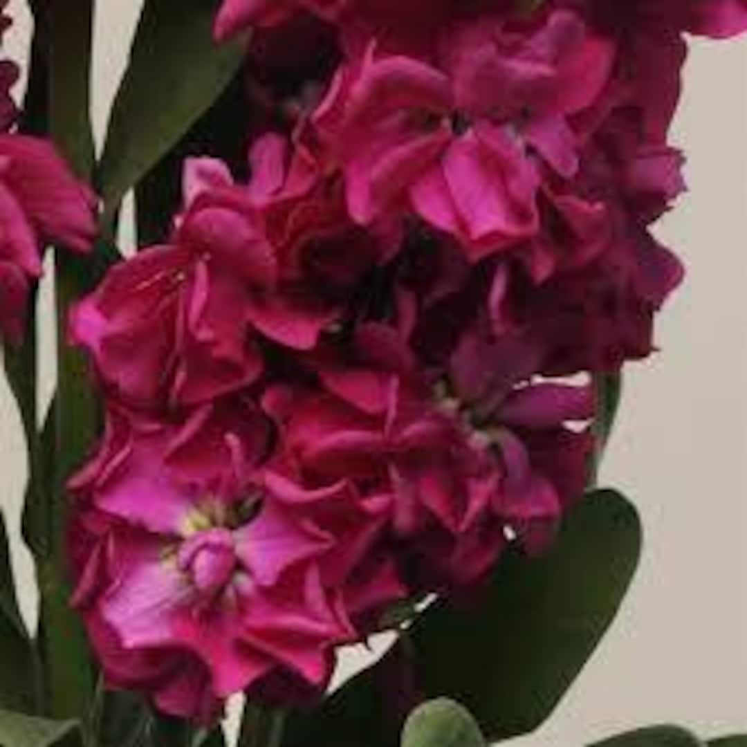 Katz Ruby Stock Flower Seeds 50 - Etsy