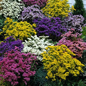 Statice Mix Flower Seeds 25 - Etsy
