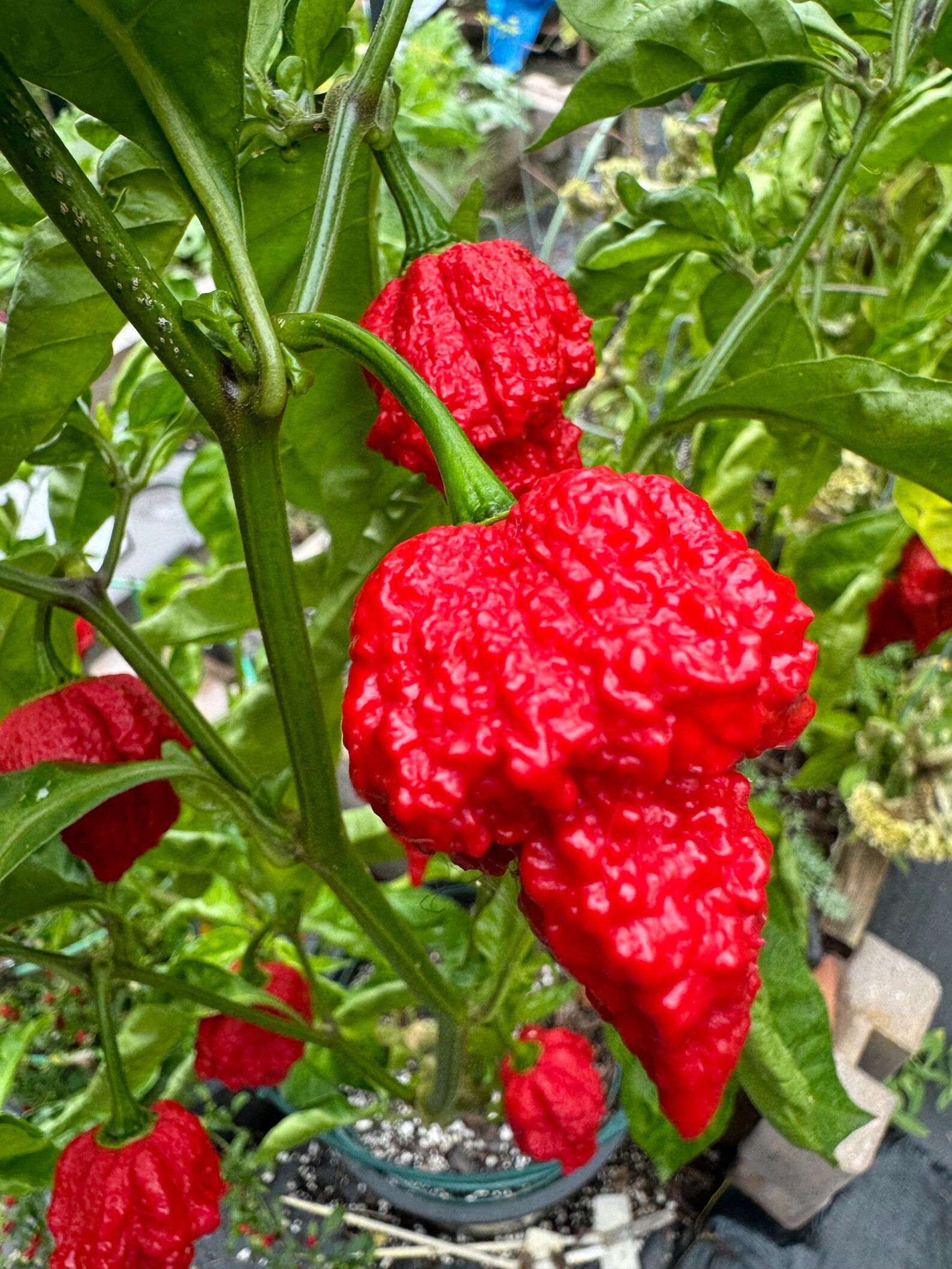 Pepper Beast Hot Pepper Seed 10 - Etsy