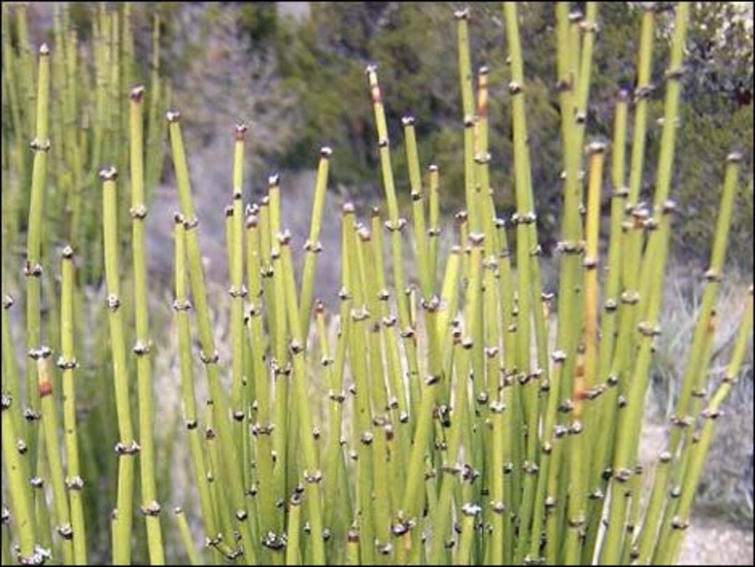 Mormon Tea Green Seed 20 - Etsy