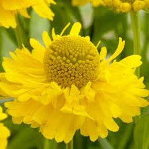 Helenium Inula Elecampane Organic Herb 10 - Etsy