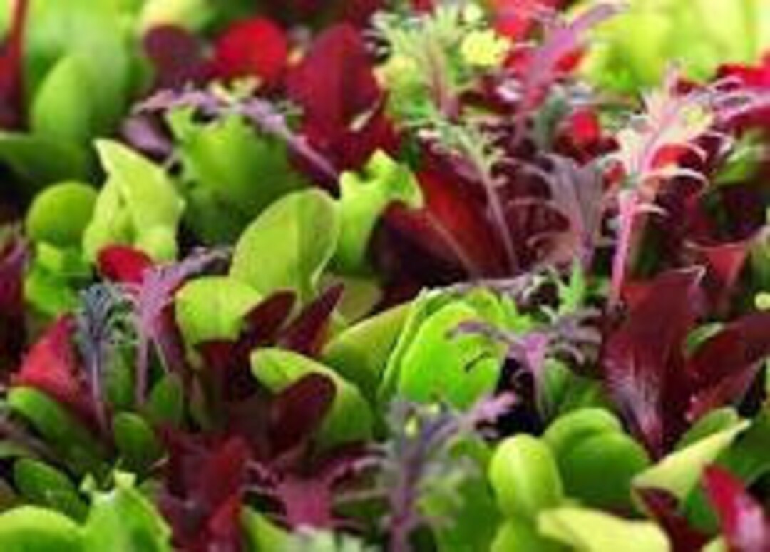 Microgreens Mild Mix 50 - Etsy