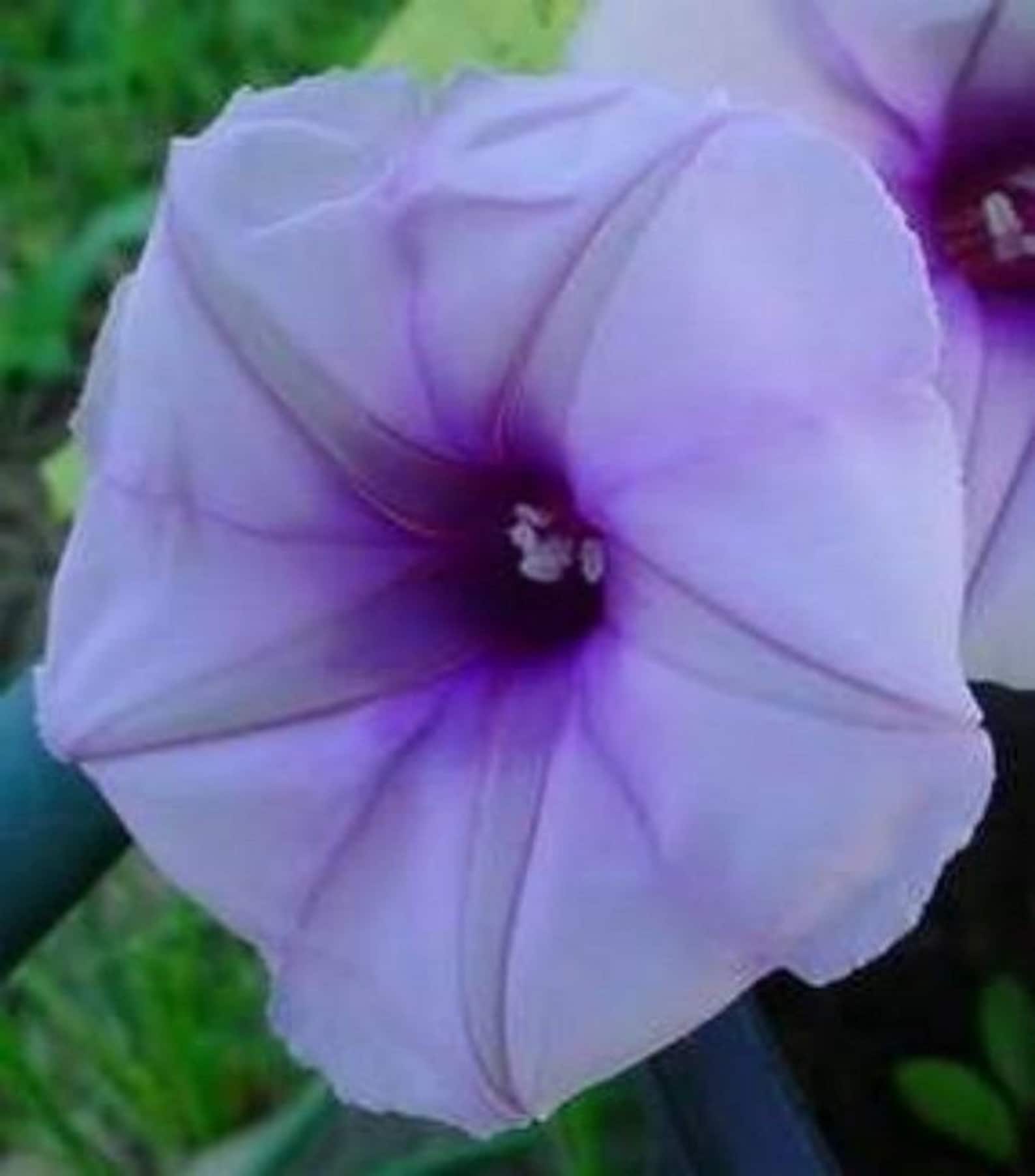 Moonflower Lavender Moon Flower Vine Seeds 20 - Etsy