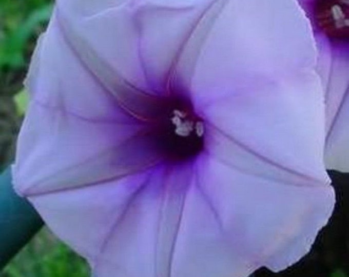 Moonflower Lavender Moon Flower Vine Seeds 10 - Etsy