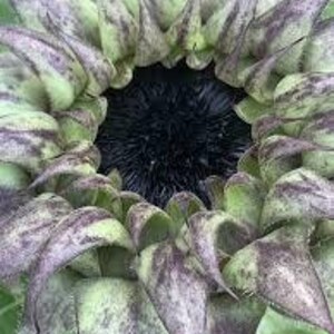 Sunflower Sun-fill Purple Single Stem Seeds 25 - Etsy