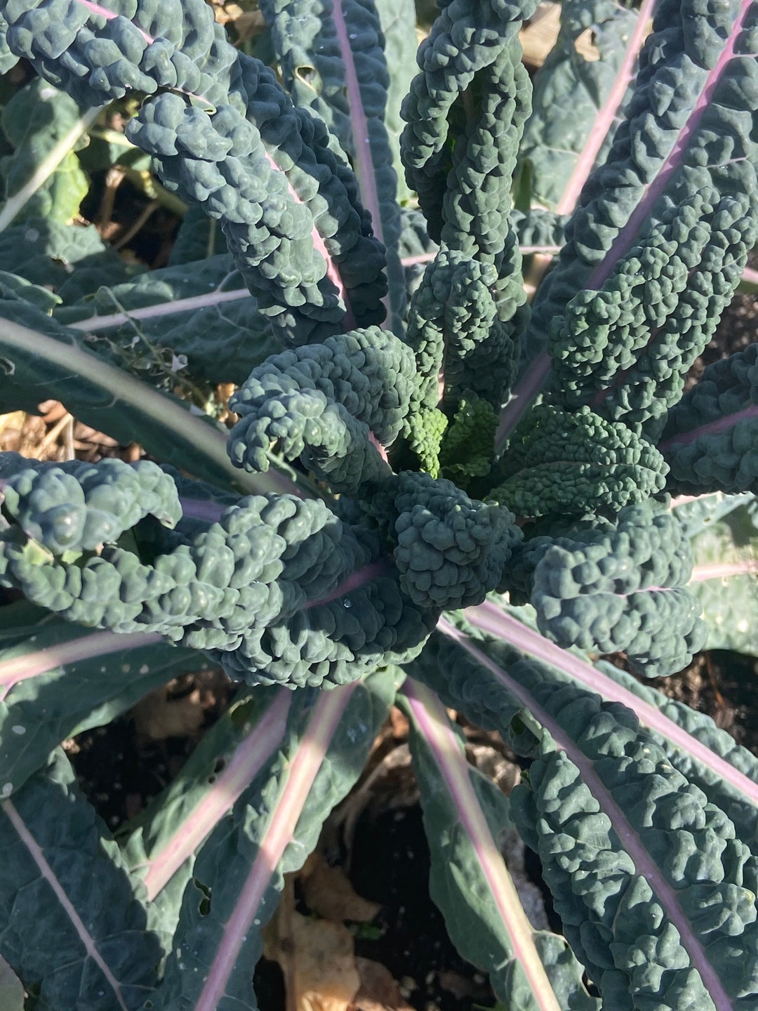 Kale Mamba Organic Vegetable Seed 50 - Etsy