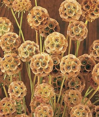 Scabiosa Starflower Seeds 50 | Etsy