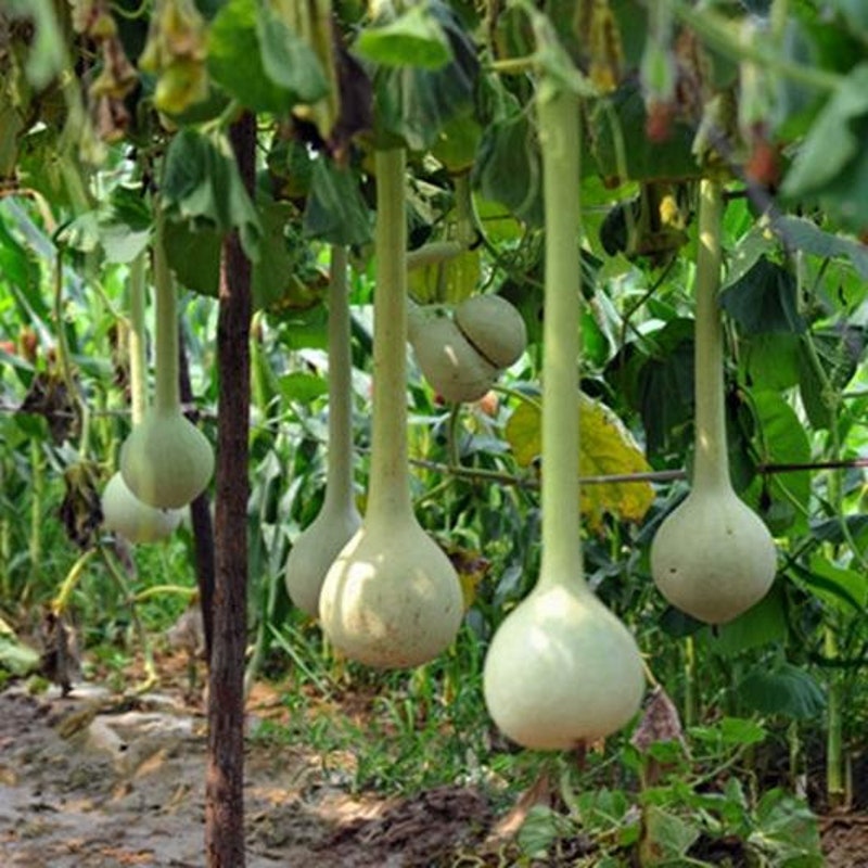 Gourd Craft - Etsy