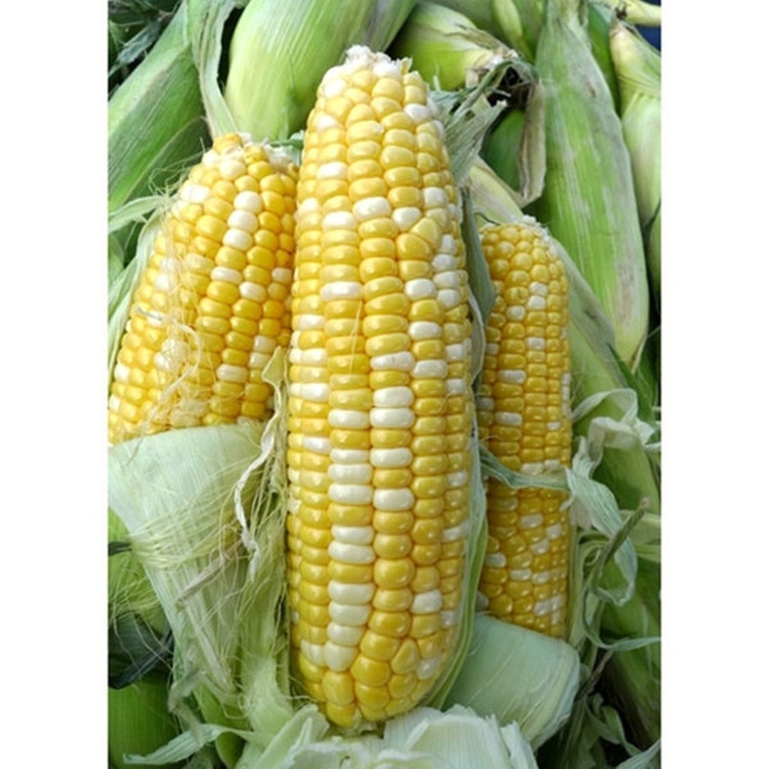 Corn Serendipity Bi Color Corn Seeds 400 - Etsy