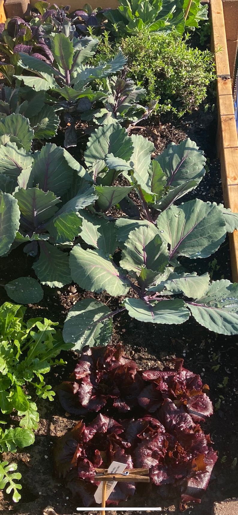 Cabbage Ruby Perfection Vegetable Seed 50 | Etsy