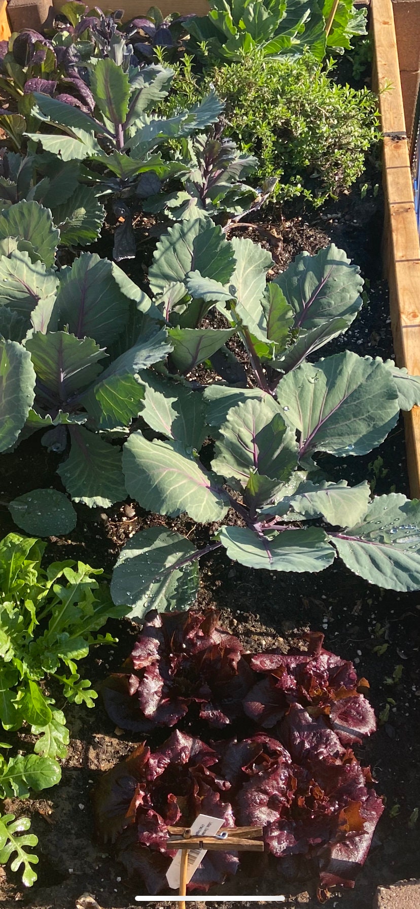 Cabbage Ruby Perfection Vegetable Seed 50 | Etsy