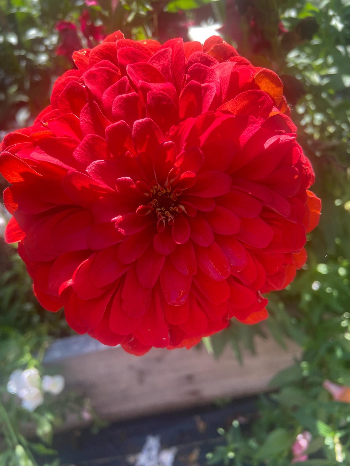 Zinnia Super Cactus Redman Heirloom Flower Seed 50 - Etsy